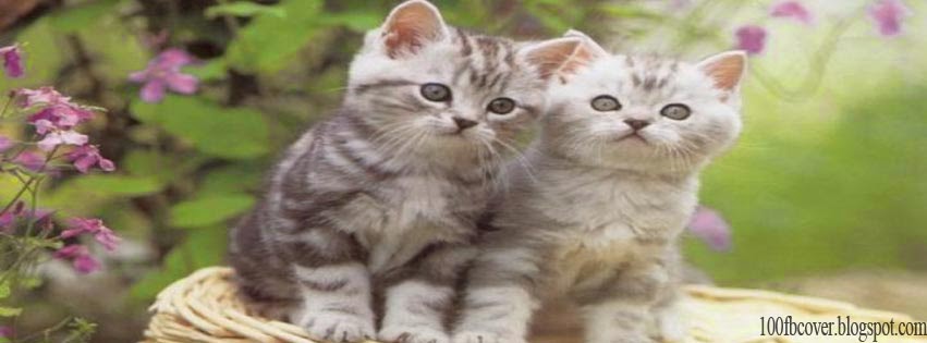 Facebook Cover Photos: Lovely cats facebook cover photo