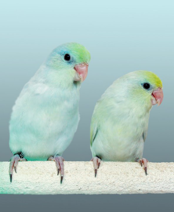 2011 | Parrotlet Babies