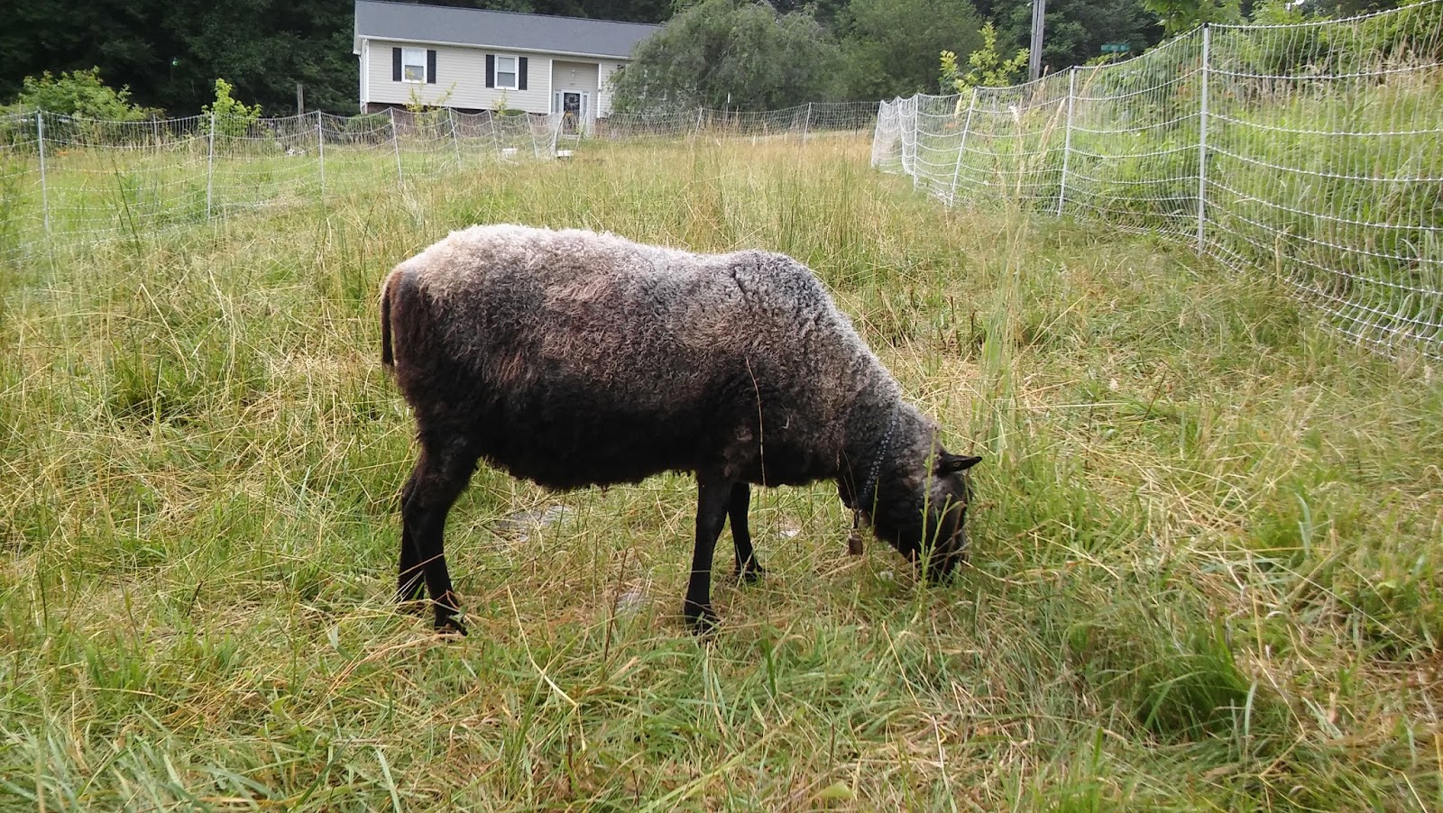 FarmGirl's Homestead Sheep: Finnsheep and Gulf Coast Natives