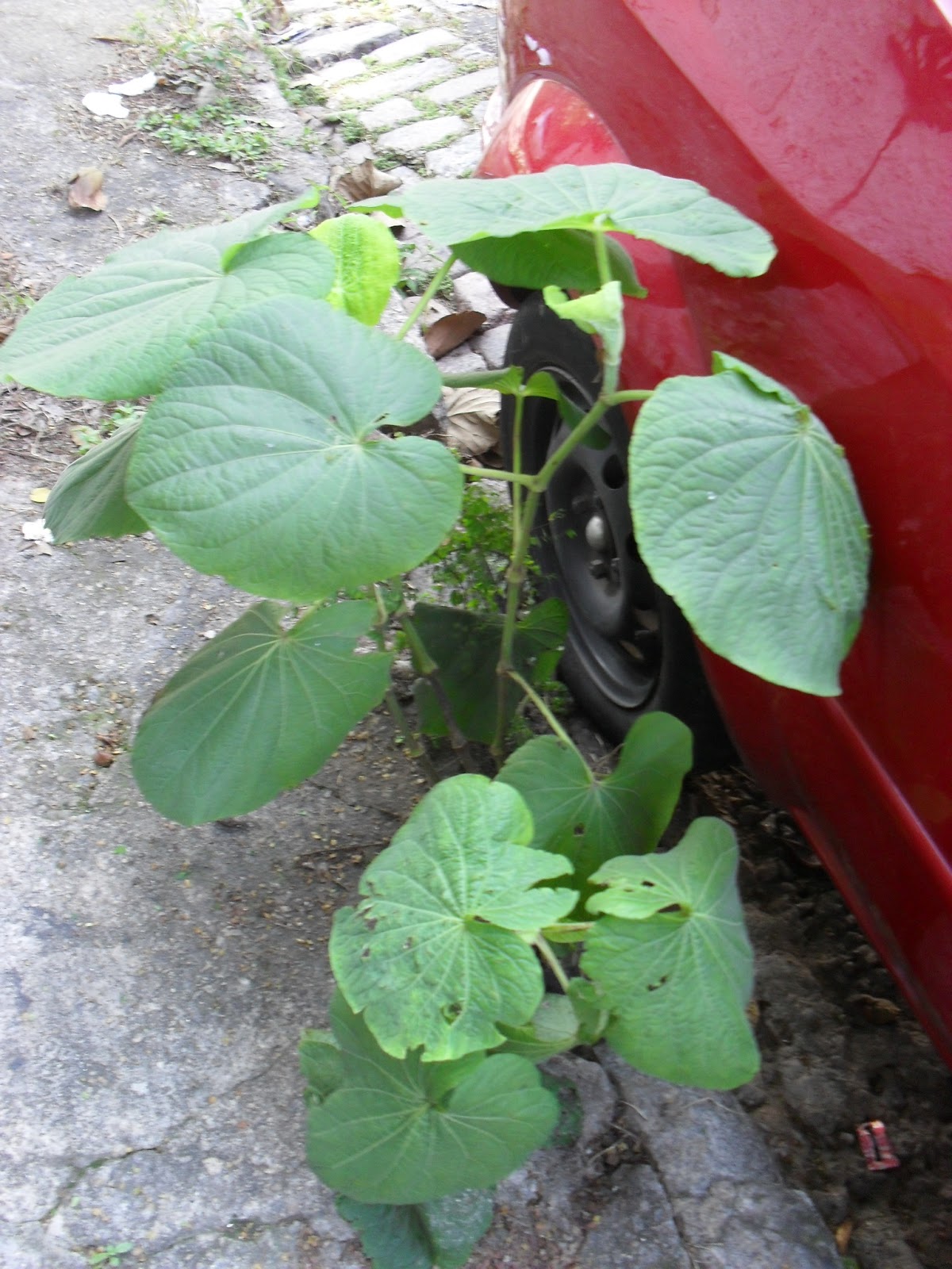 Sabores do Mato - Panc's e plantas medicinais: PARIPAROBA, caapeba ...