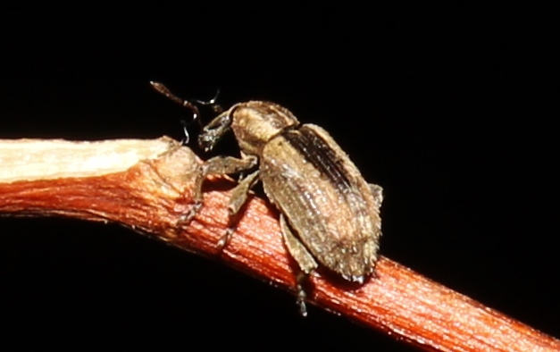 Biodiversity of Cyprus by NGO Protection of the Natural Heritage and ...