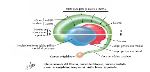 MORFOFISIOLOGÍA I: NEUROANATOMÍA