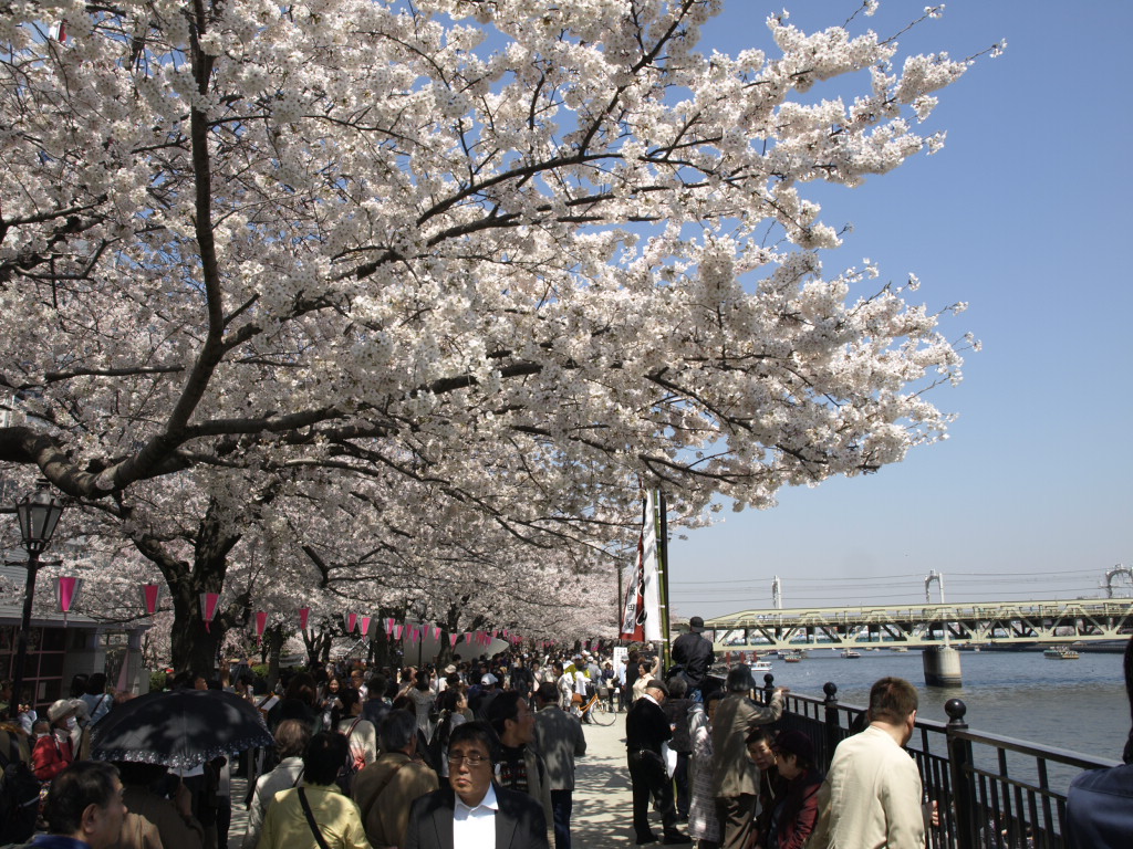 theTravelingMD: Tokyo: Shibuya, Sky Tree, Tokyo Station, Sea Side Top