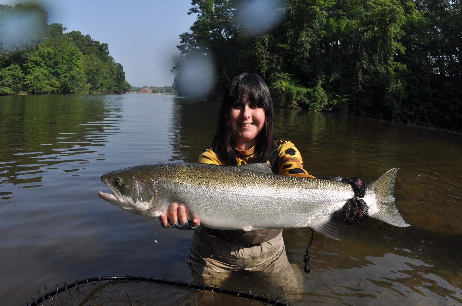 TROUT HATCHES, SUMMER STEELHEAD UPDATE ~ Matt Supinski's Gray Drake ...