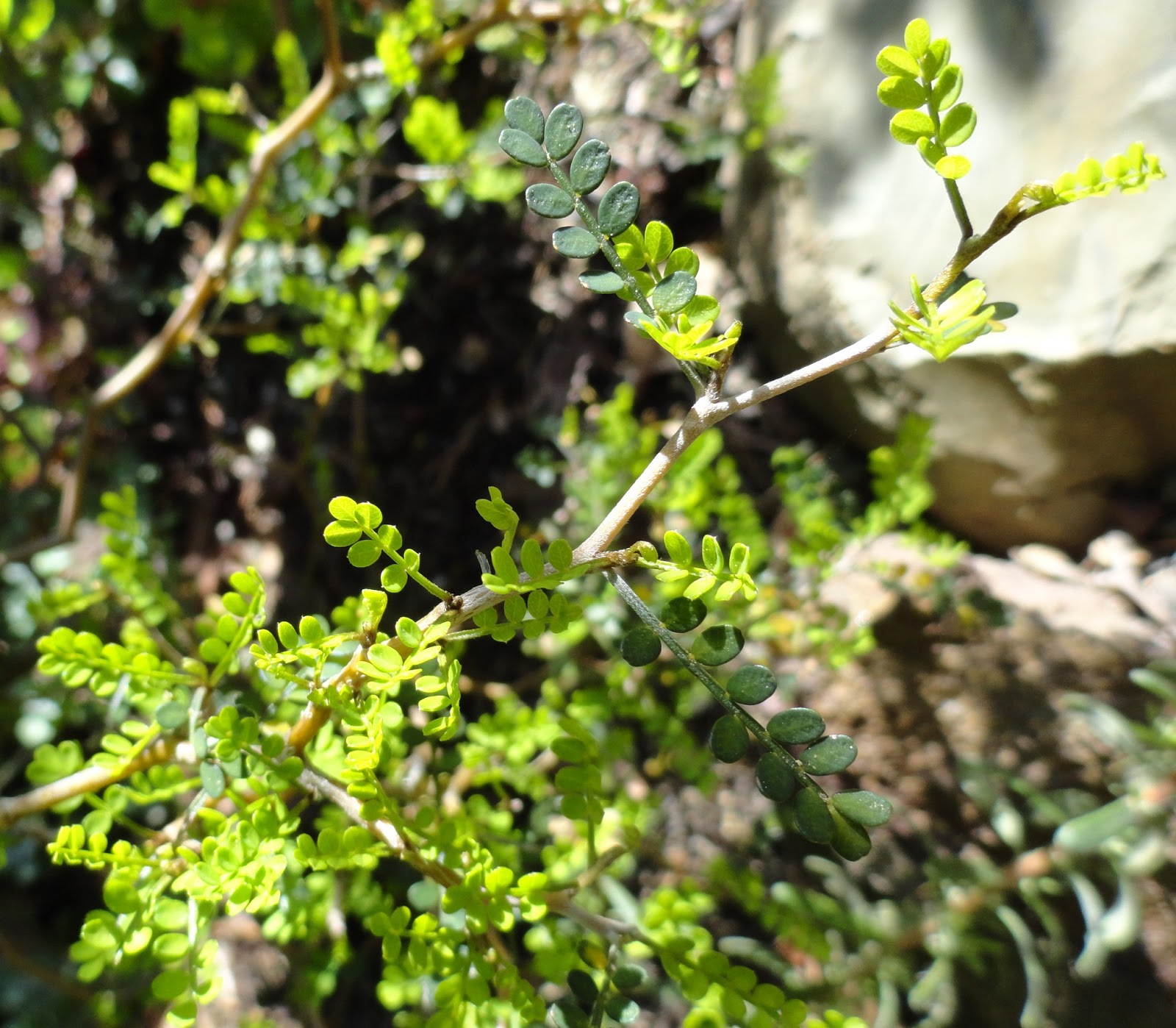 danger garden: Sophora prostrata 'Little Baby’ is my favorite plant in ...