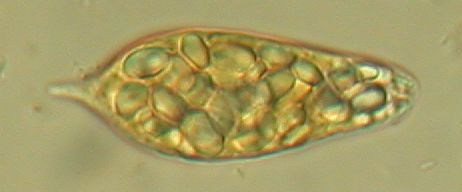 - Northern plankton -: Euglenaria