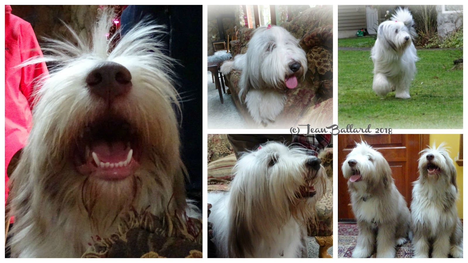 My life with the critters: A Beardie Bounce