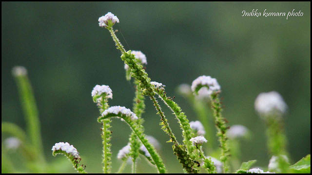 Water Flowers in Sri Lanka: Beautiful Water Flowers in Sri Lanka