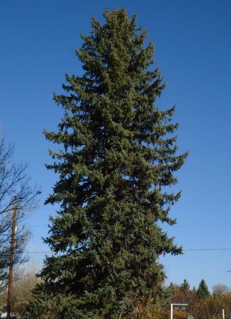 Nature Abhors a Garden: Piñon-Juniper Belt