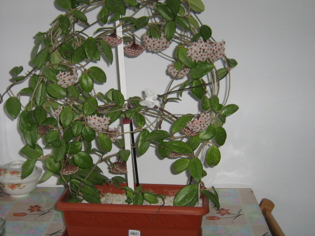 lucrumanual.adytricocrochefrivo: Hoya(Lacrima Maicii Domnului sau ...
