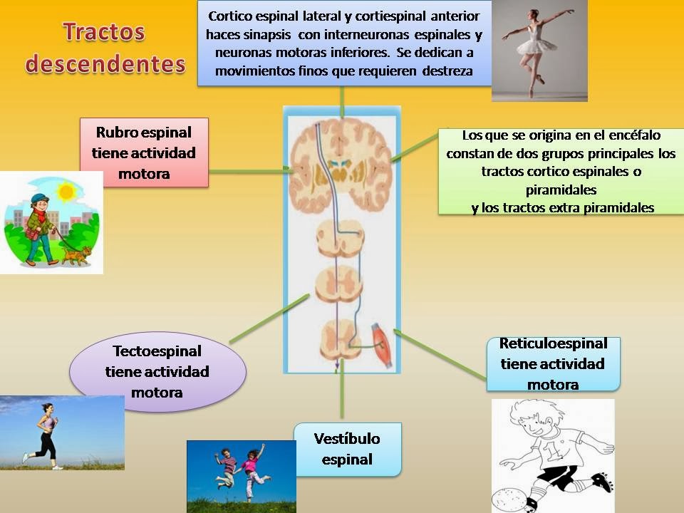 Fisiologia Basica De Jesus Edgar Bernal Gaxiola 3-5 : tractos ...