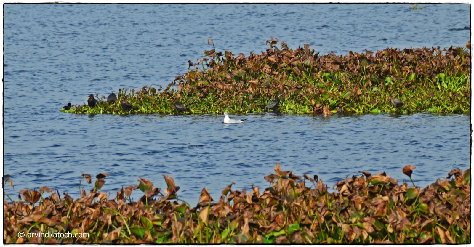 Water Birds at Harike Wetland