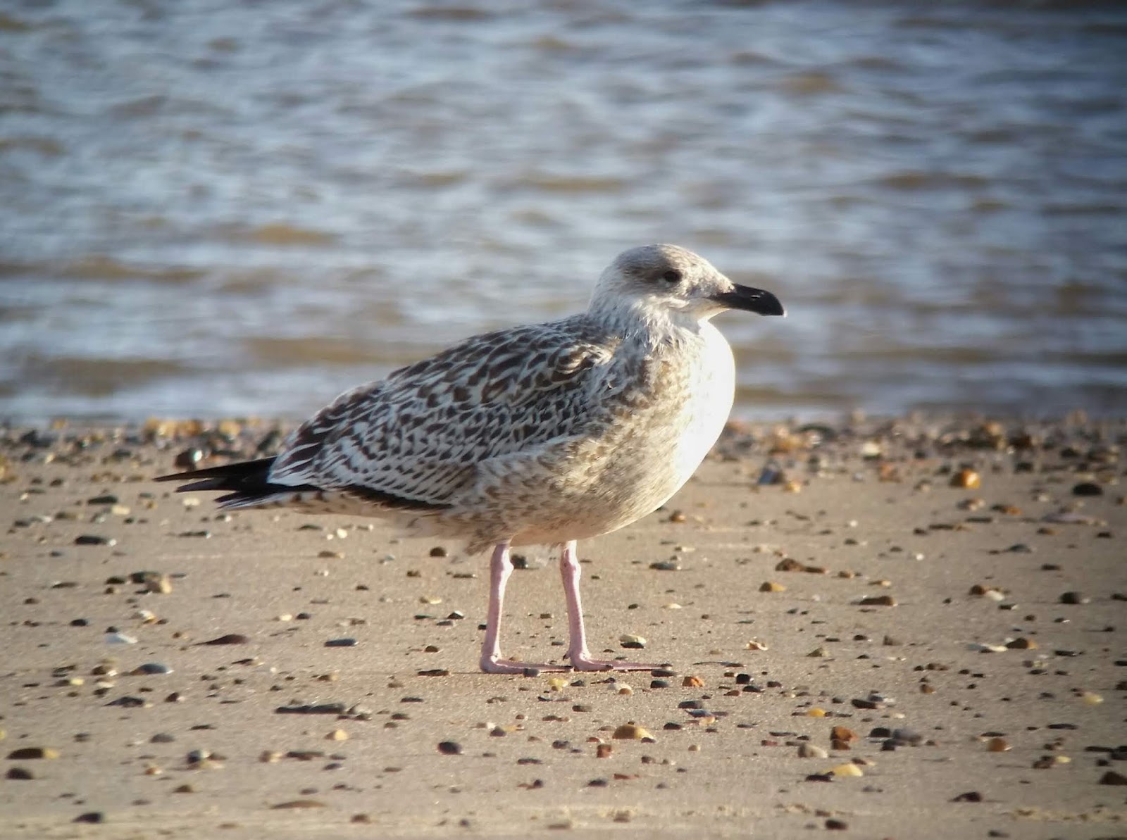 Gibraltar Point Bird Observatory Blog: 2018