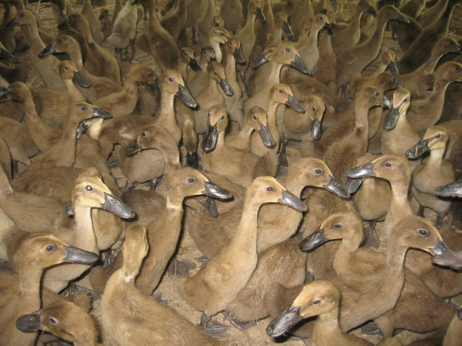 MODERN FARMS: CARA TERNAK BEBEK MUDAH DAN MENGUNTUNGKAN