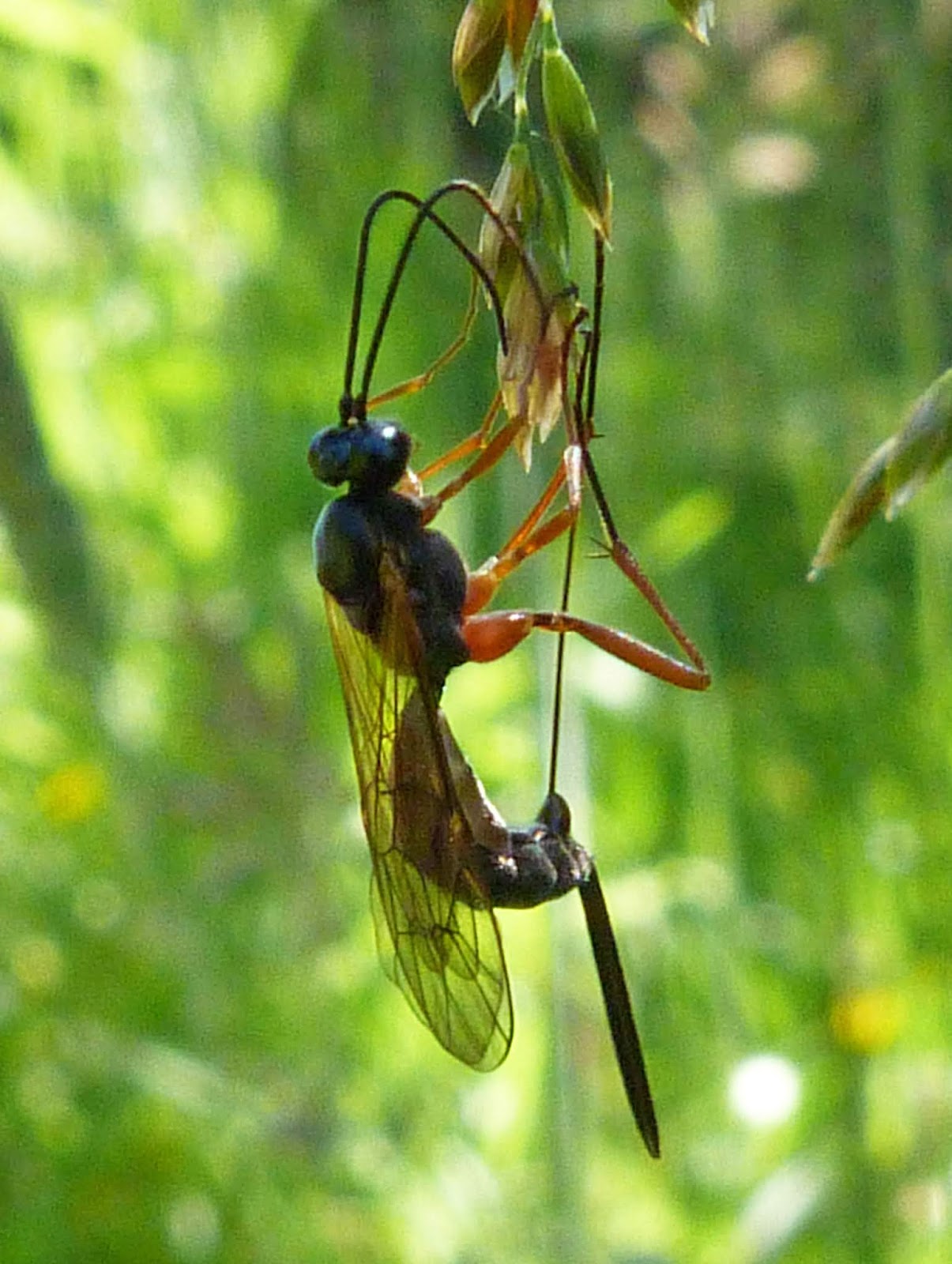 Insects of Scotland: Bees/Wasps/Ichneumons/Sawflies/Ants