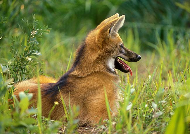 Lobo guará | WORLD ANIMALS