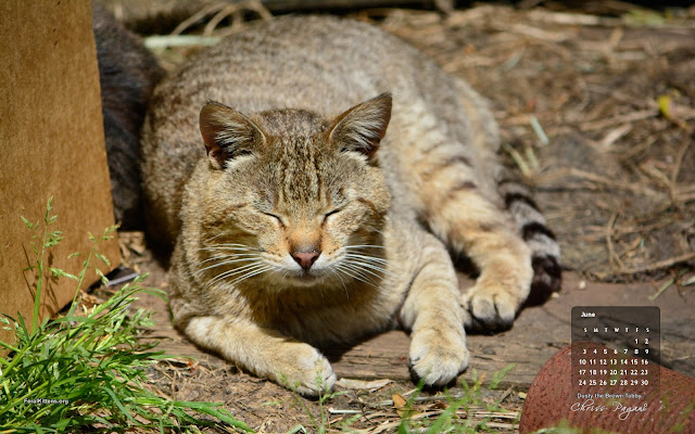 June Cat of the Month Calendar #Wallpaper - Dusty Tabby