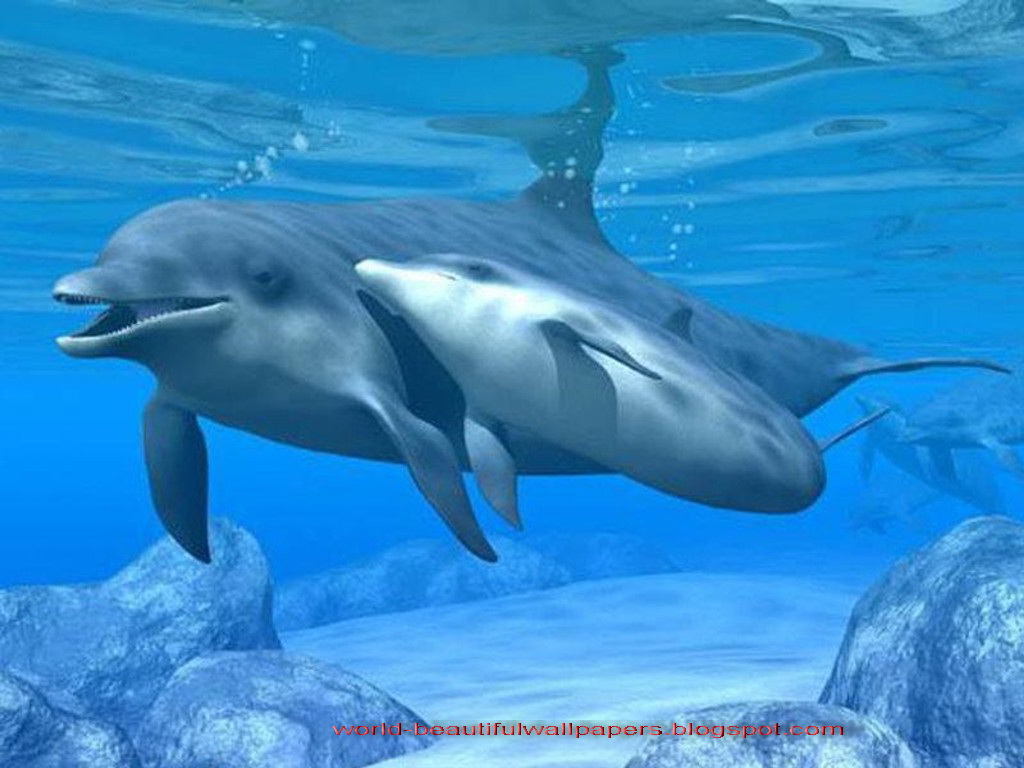 Beautiful Wallpapers: Beautiful Dolphins