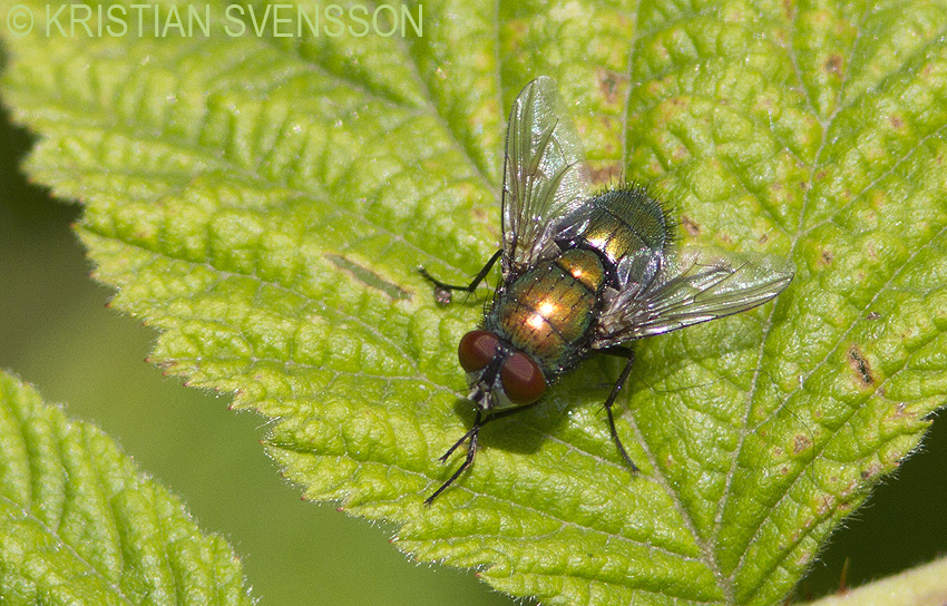 Kris' Wild World: juli 2012