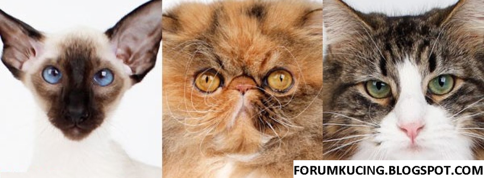 Cara Mengenal Bentuk Muka Kucing dan Pengaruh pada Sifatnya? - KUCING INDO