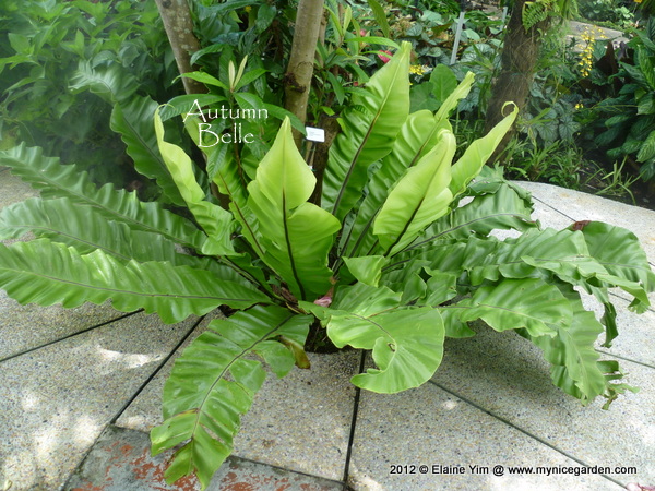 My Tropical Plants Finder: Asplenium nidus - Bird's Nest Fern