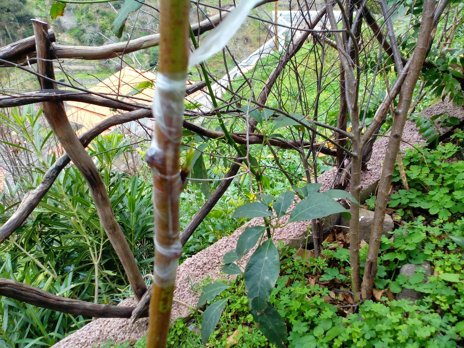 Blog do Curraleiro: Tipos de enxertia