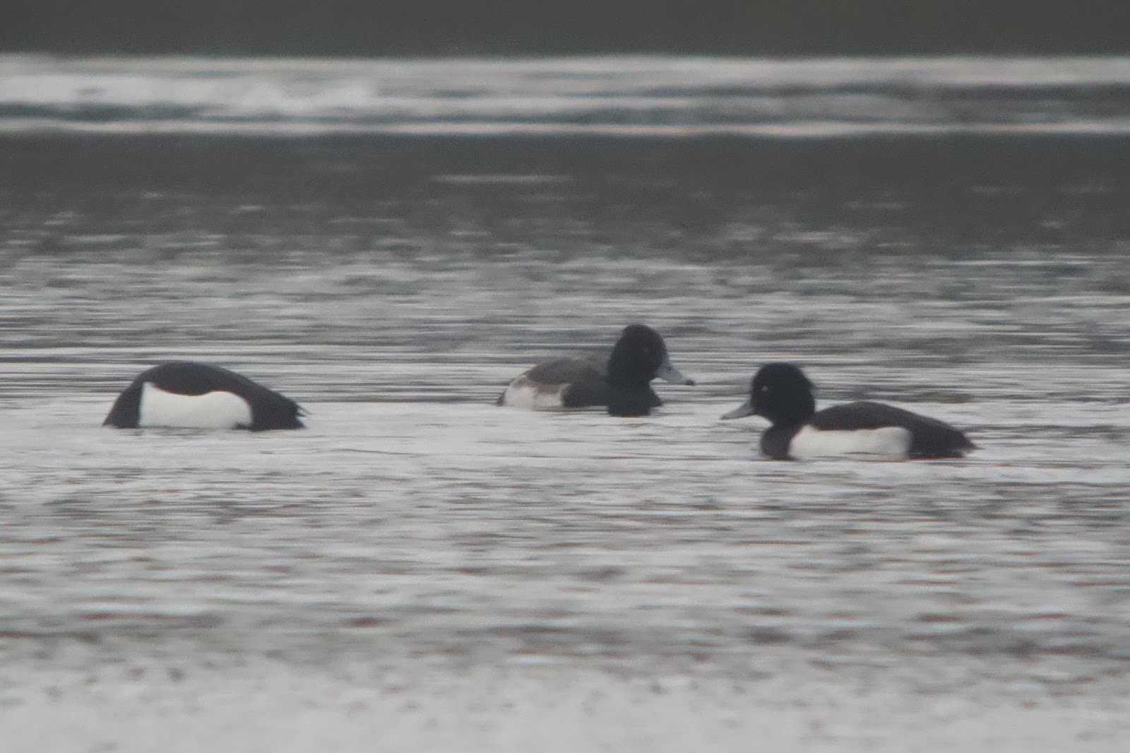 notbirding: Ducks n' Gulls