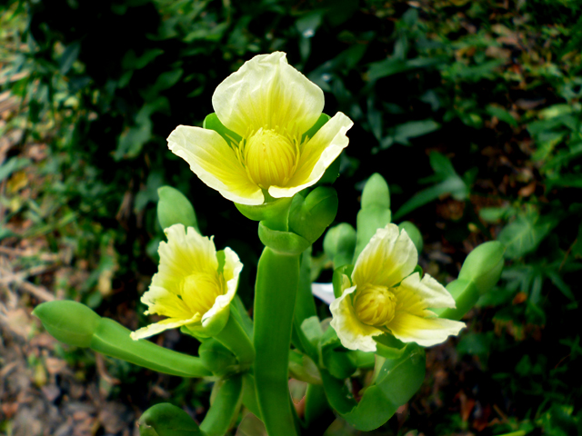 Yellow Sawah Lettuce - Diya Gowa | SL Flora