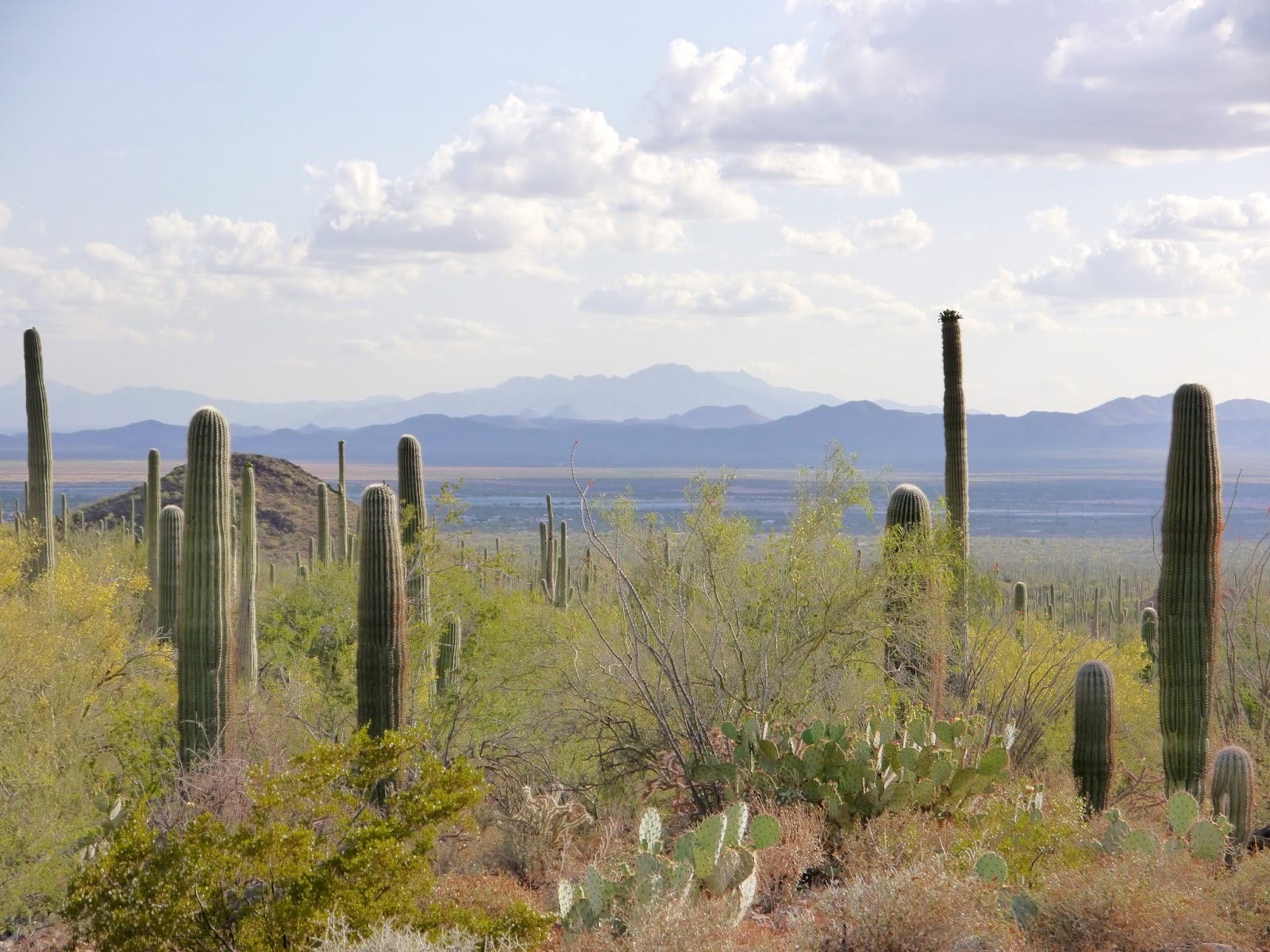American Travel Journal: Scenic Bajada Loop Drive - Saguaro National Park