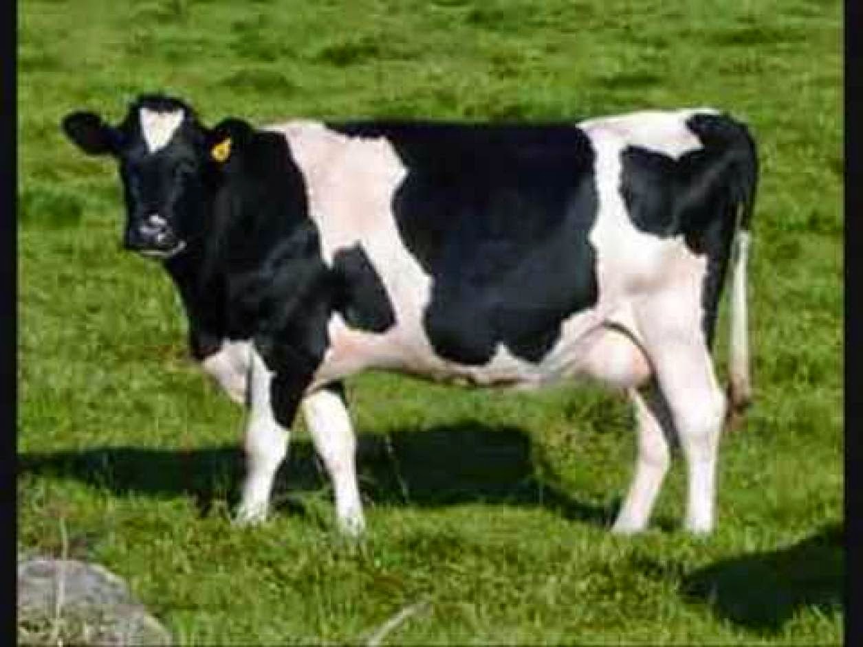 Mundo Empresa: LA CULPA ES DE LA VACA