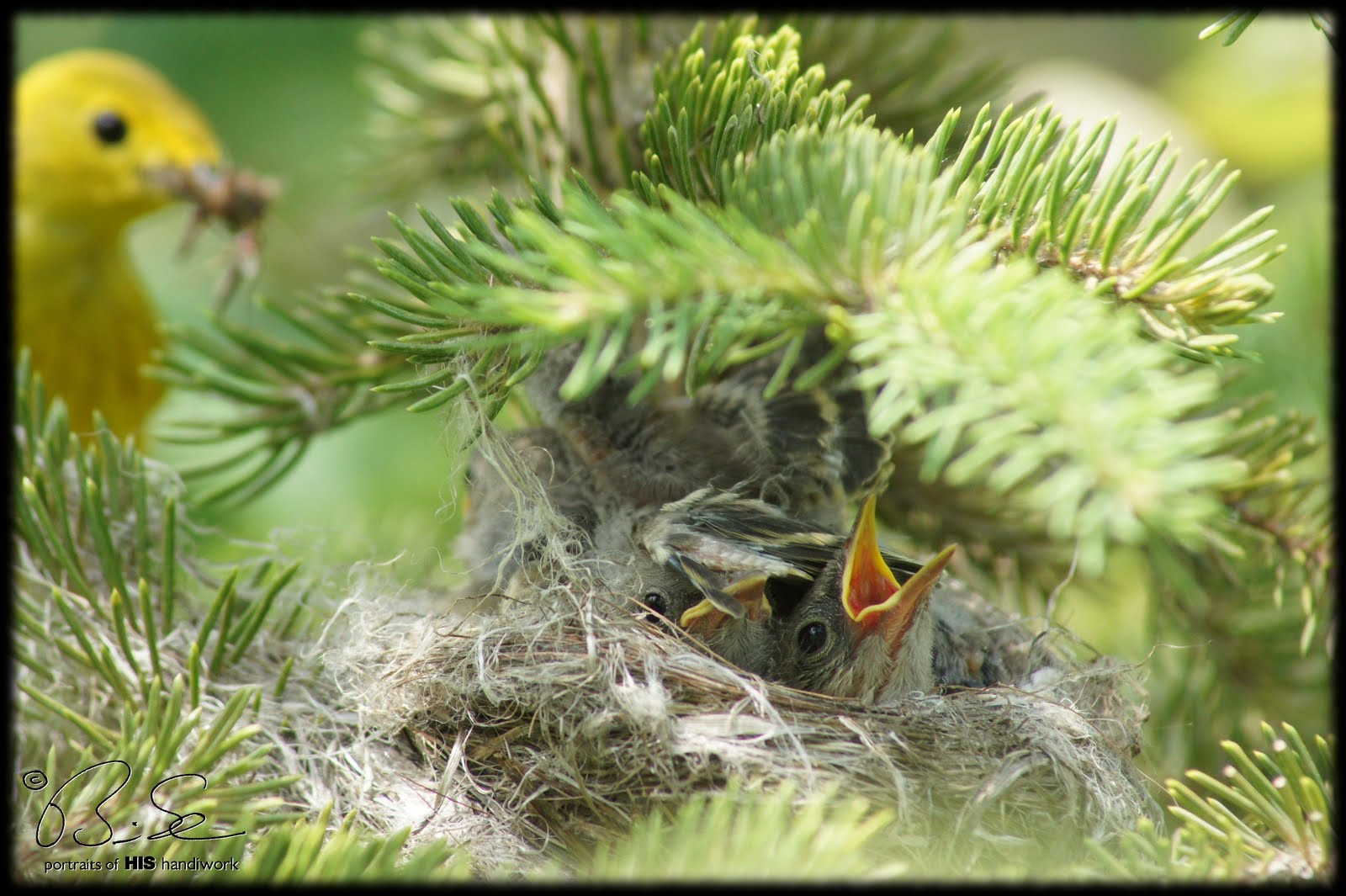 portraits of HIS handiwork: Long Point Provincial Park 2