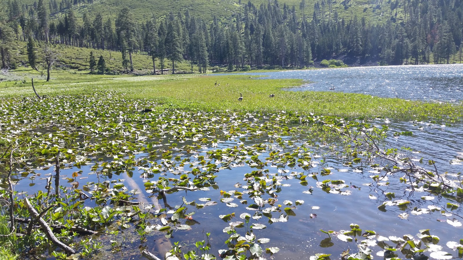 Wes' Travels to California Lakes: Blue Lake - Lassen County, California