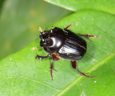 BunyipCo: September 2012