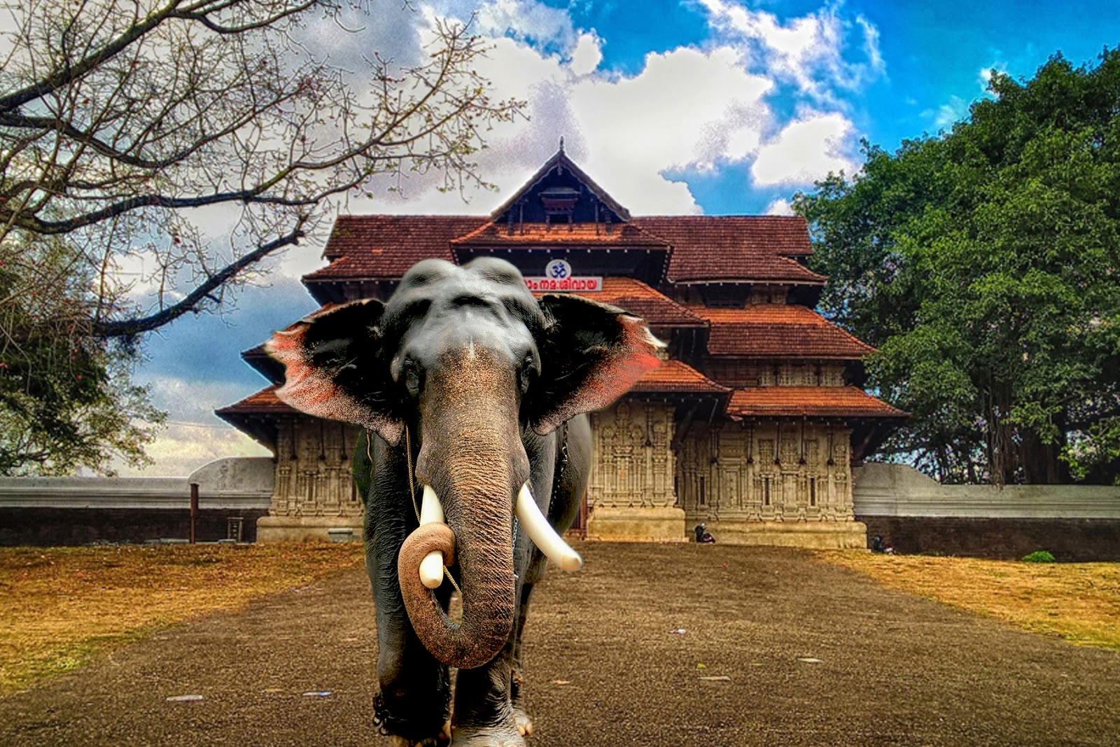 Pambady Rajan HD photos - Kerala elephant Pambady Rajan hd images
