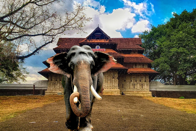 Pambady Rajan HD photos - Kerala elephant Pambady Rajan hd images