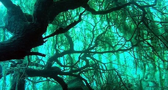 No tan distintos...: Bosque sumergido de Villa Traful