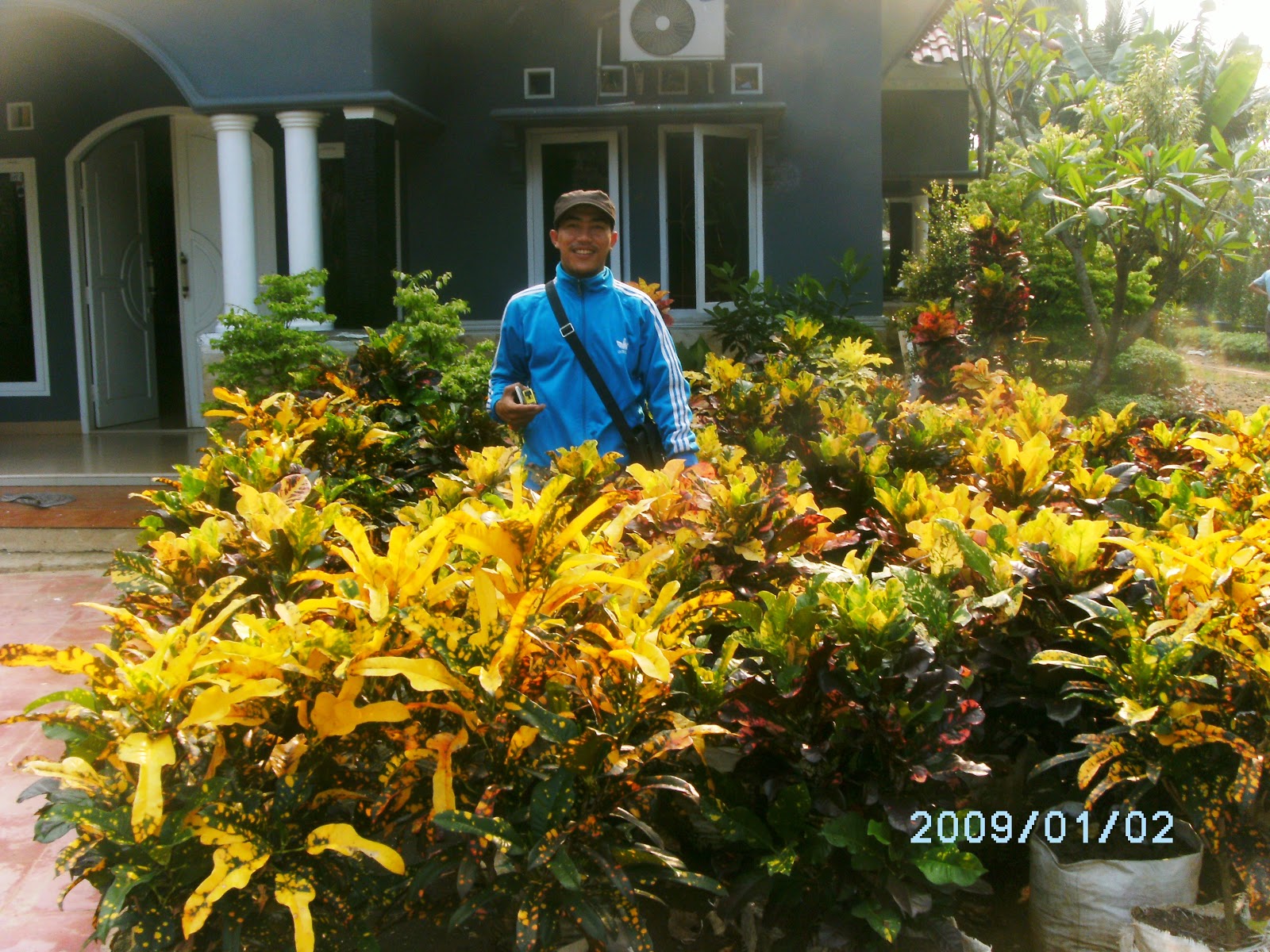 tukang pohon puring zet jakarta | menjual pohon puring zet jakarta ...