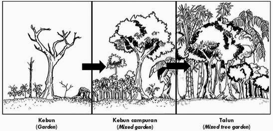 EKOSISTEM PEKARANGAN DESA DAN TALUN: Juli 2014