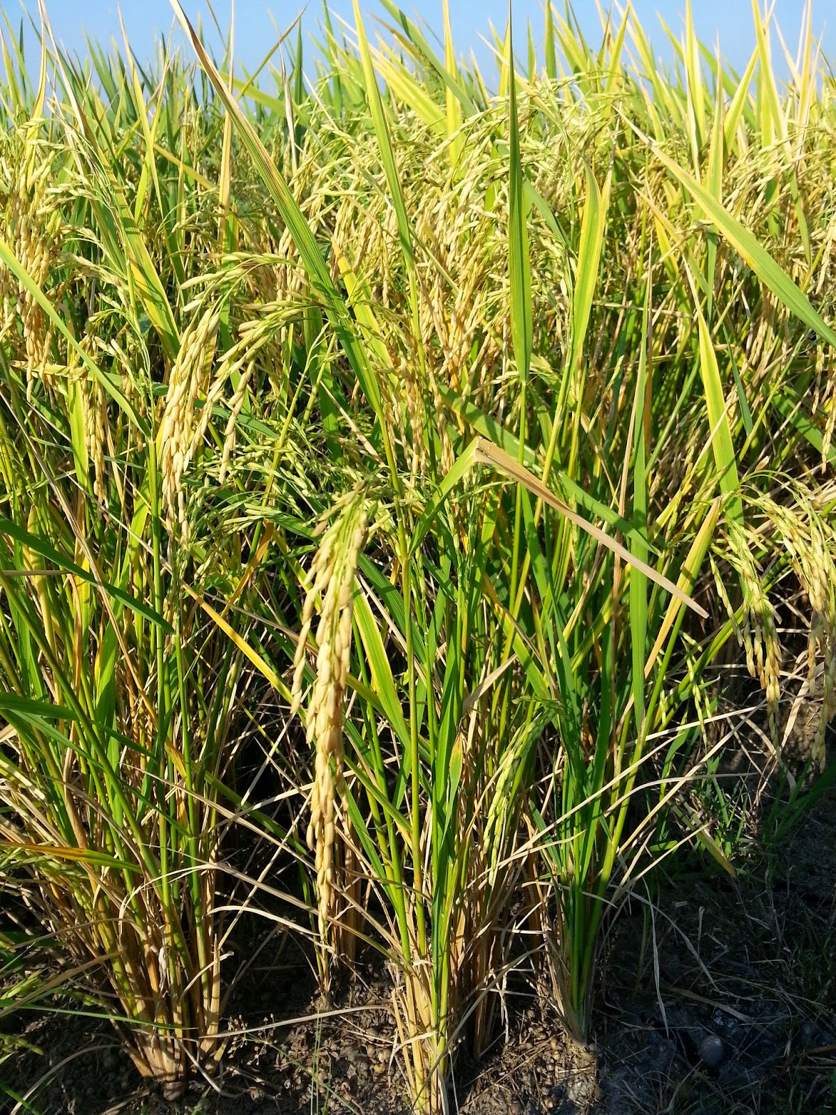 Musim menuai padi di Perlis ~ Homestay Tambun Tulang Arau Perlis