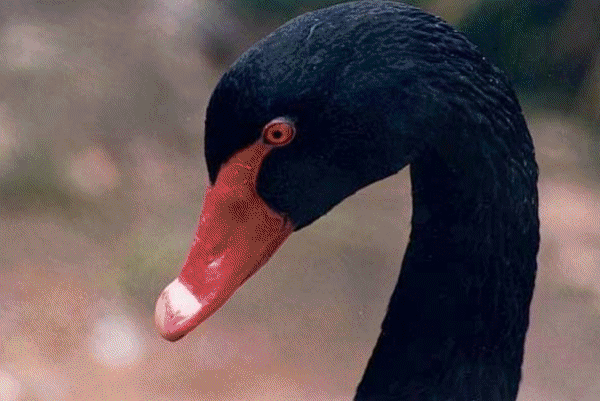 Cantinho da Cher...: ANIMAIS - Cisne Negro - Cygnus atratus