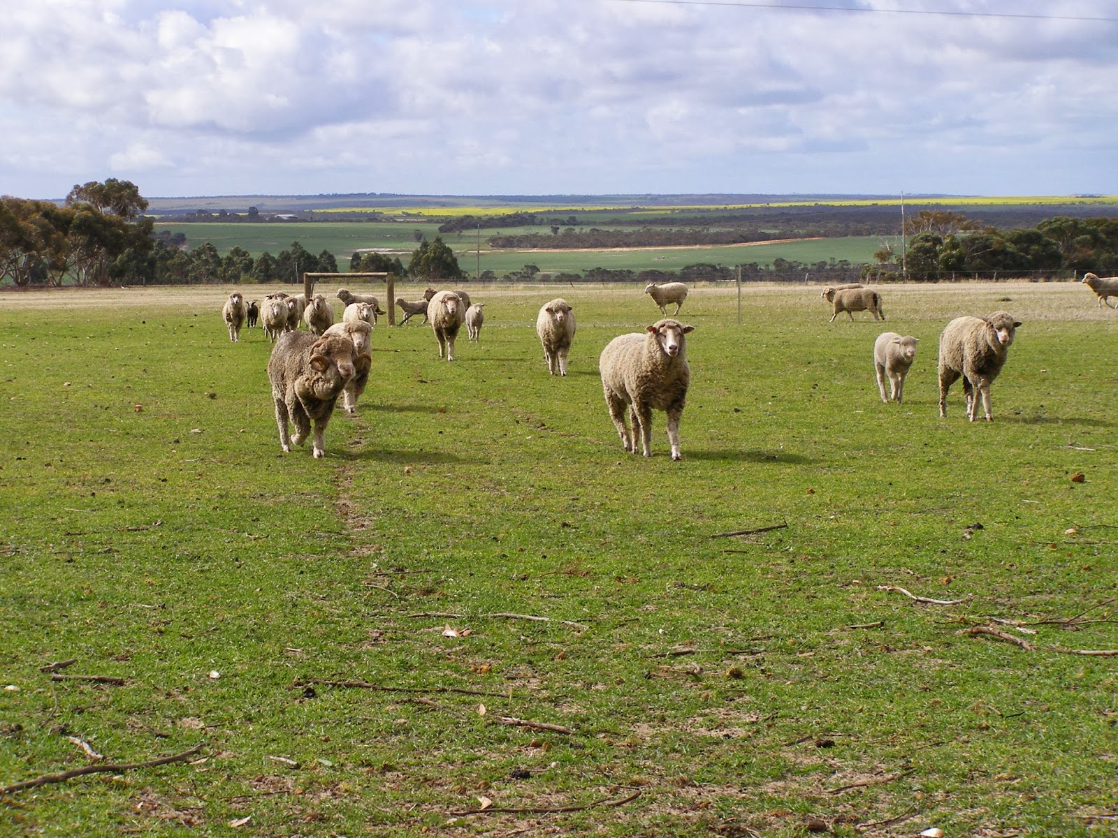 Pretending to Farm: Mustering Sheep