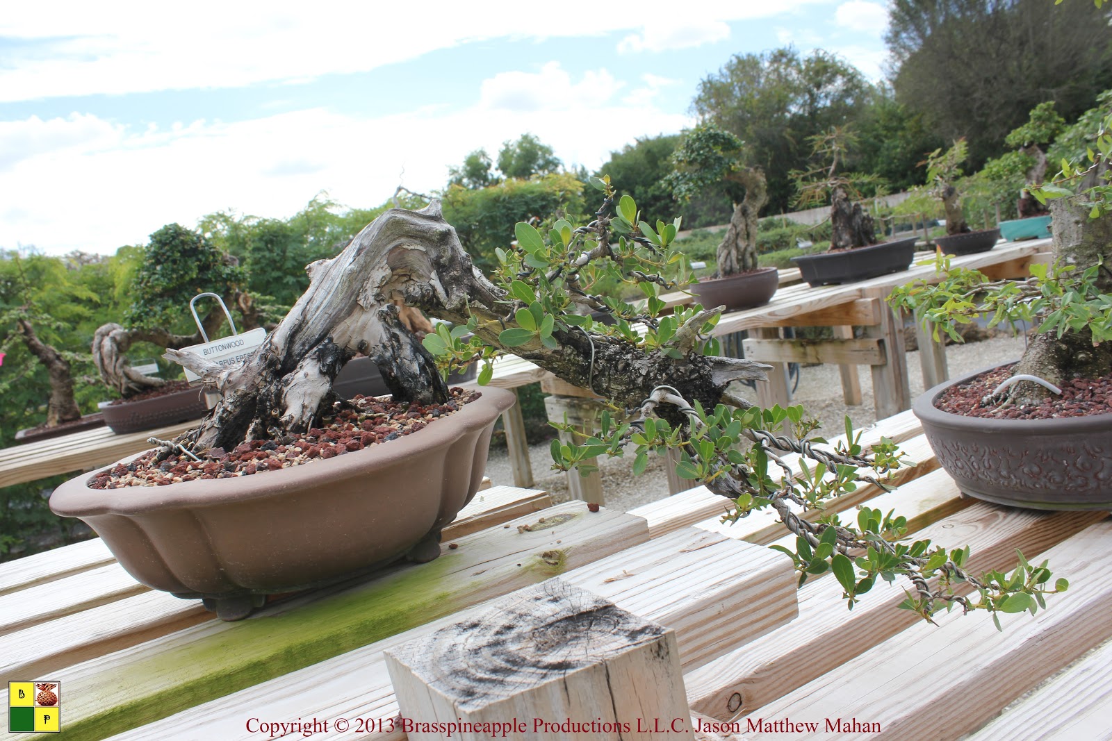 WIGERTS Bonsai Nursery