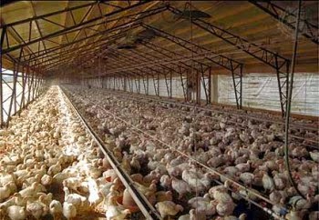 Iowa All Natural Farms: Chicken Confinements