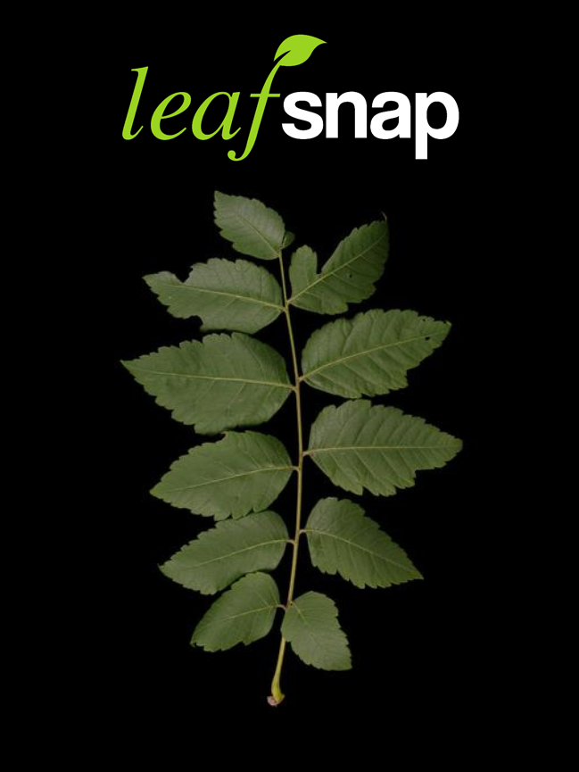 OpenScientist: Identifying Trees in a Snap!