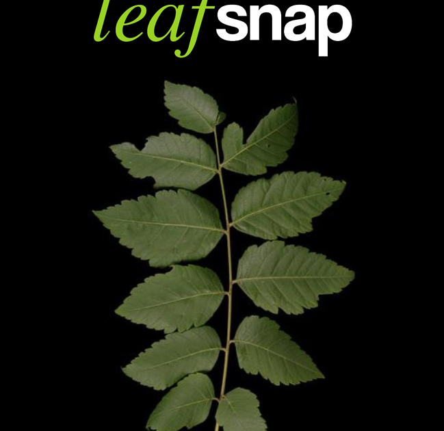 OpenScientist: Identifying Trees in a Snap!