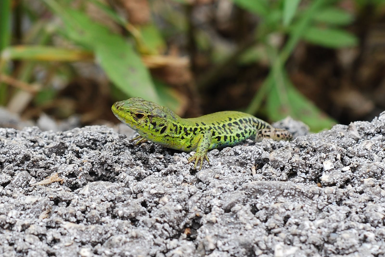 Yorkshire Field Herping and Wildlife Photography: Back To Snake Island ...
