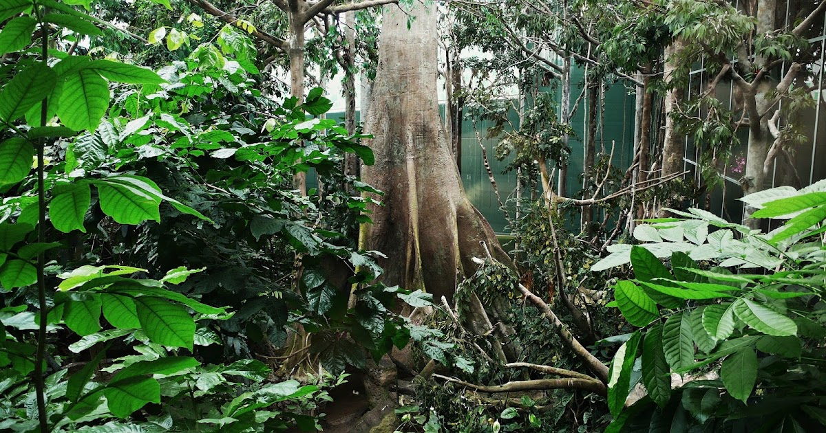 El mundo de la ecologia: La selva amazónica tiene más de 11.600 ...