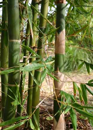 pokok buluh /bambusa (jenis dan penjagaan) : debungor