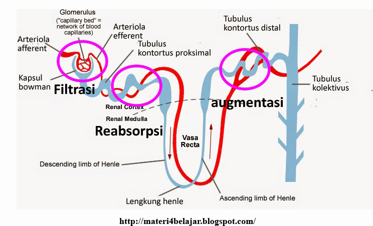 Pembentukan Air Kencing