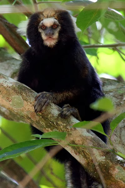 Synapsida: Mini-Monkeys: Marmosets of the Southern Atlantic Forest